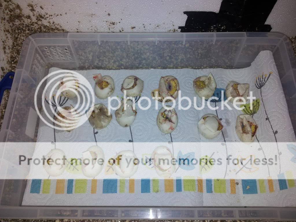 Baby Green tree Pythons | Reptile Forums