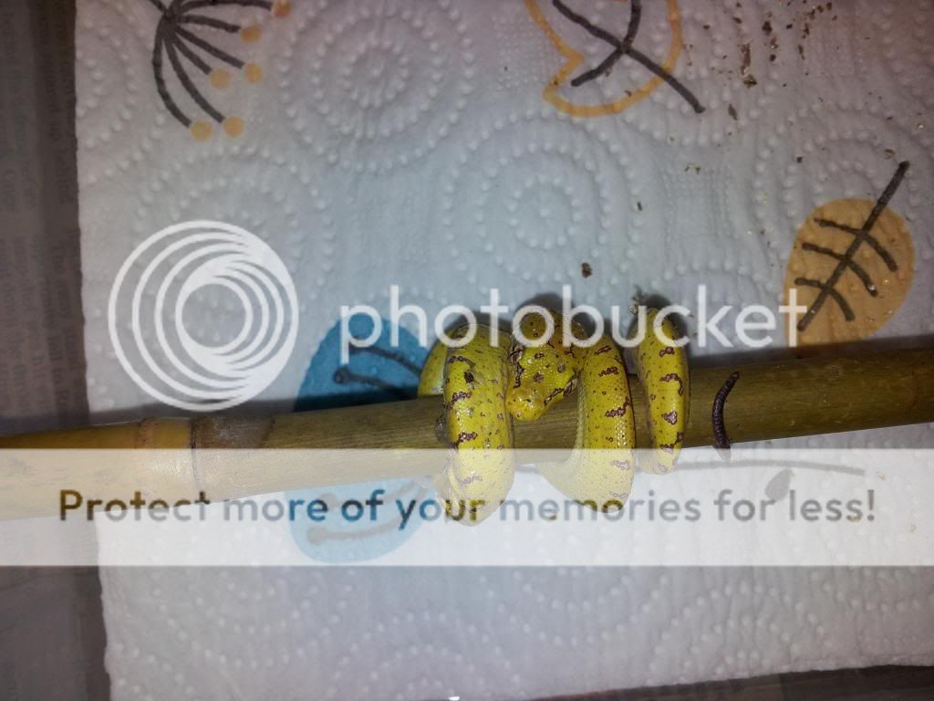 NW England - Cb13 Green tree python | Reptile Forums