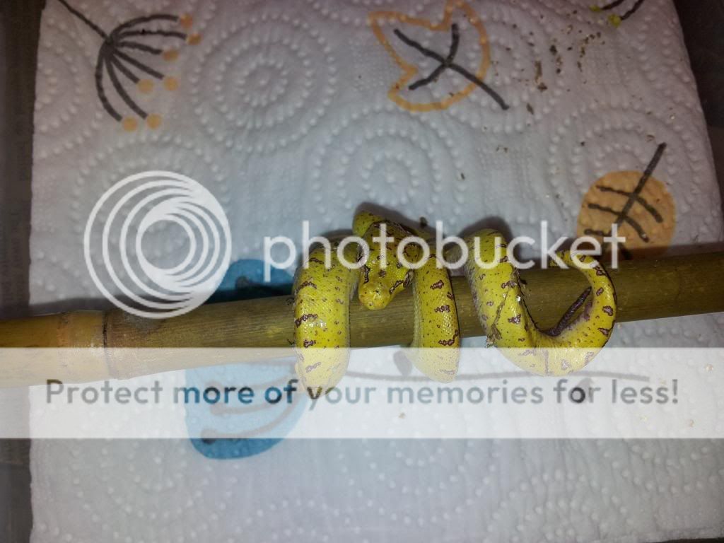 NW England - Cb13 Green tree python | Reptile Forums