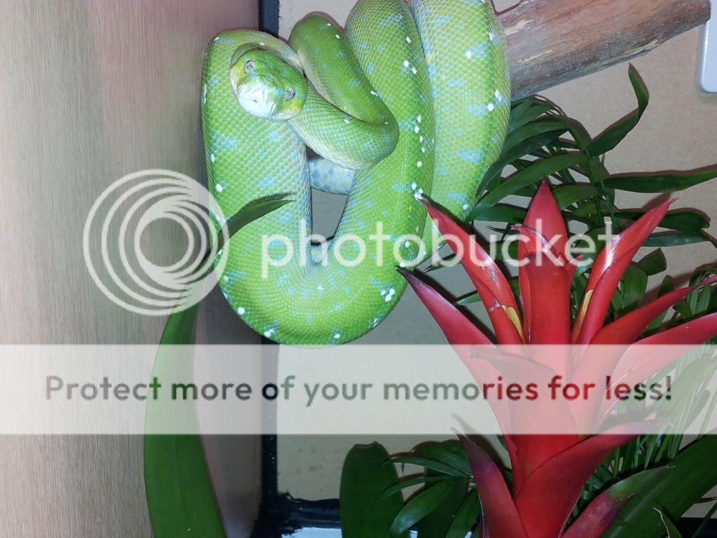 Biak Green Tree Python Pairing | Reptile Forums