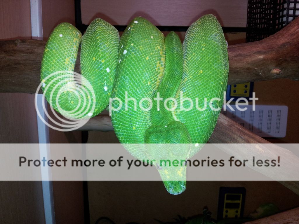 Gtp's | Reptile Forums