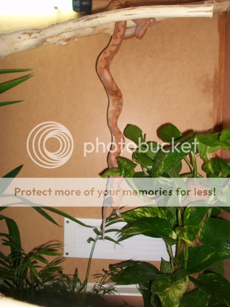 Purple female retic | Reptile Forums