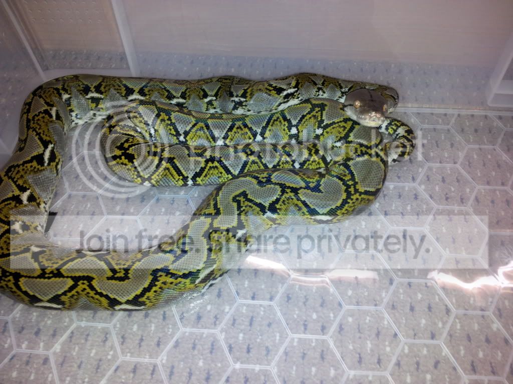Sumatran Retic updated pics | Reptile Forums